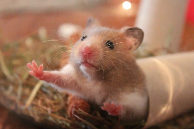 Everything You Need to Bring Home Your First Hamster