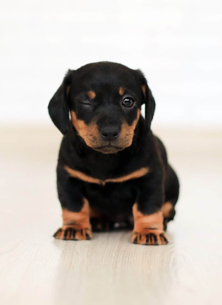 Fresh Puppy Food for Your Growing Dog - Other People's Pets
