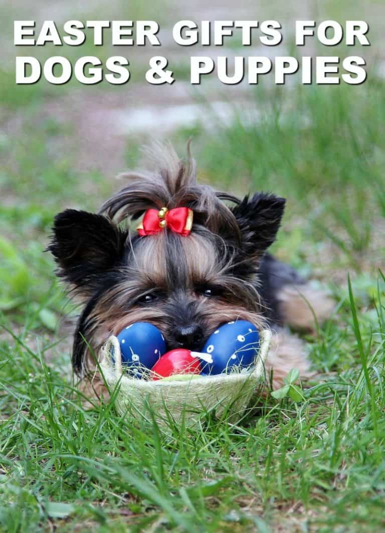 Easter Gifts for Dogs They'll Really Enjoy Receiving - Other People's Pets
