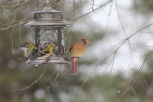 Great Backyard Bird Count Tips for Kids and Family Fun