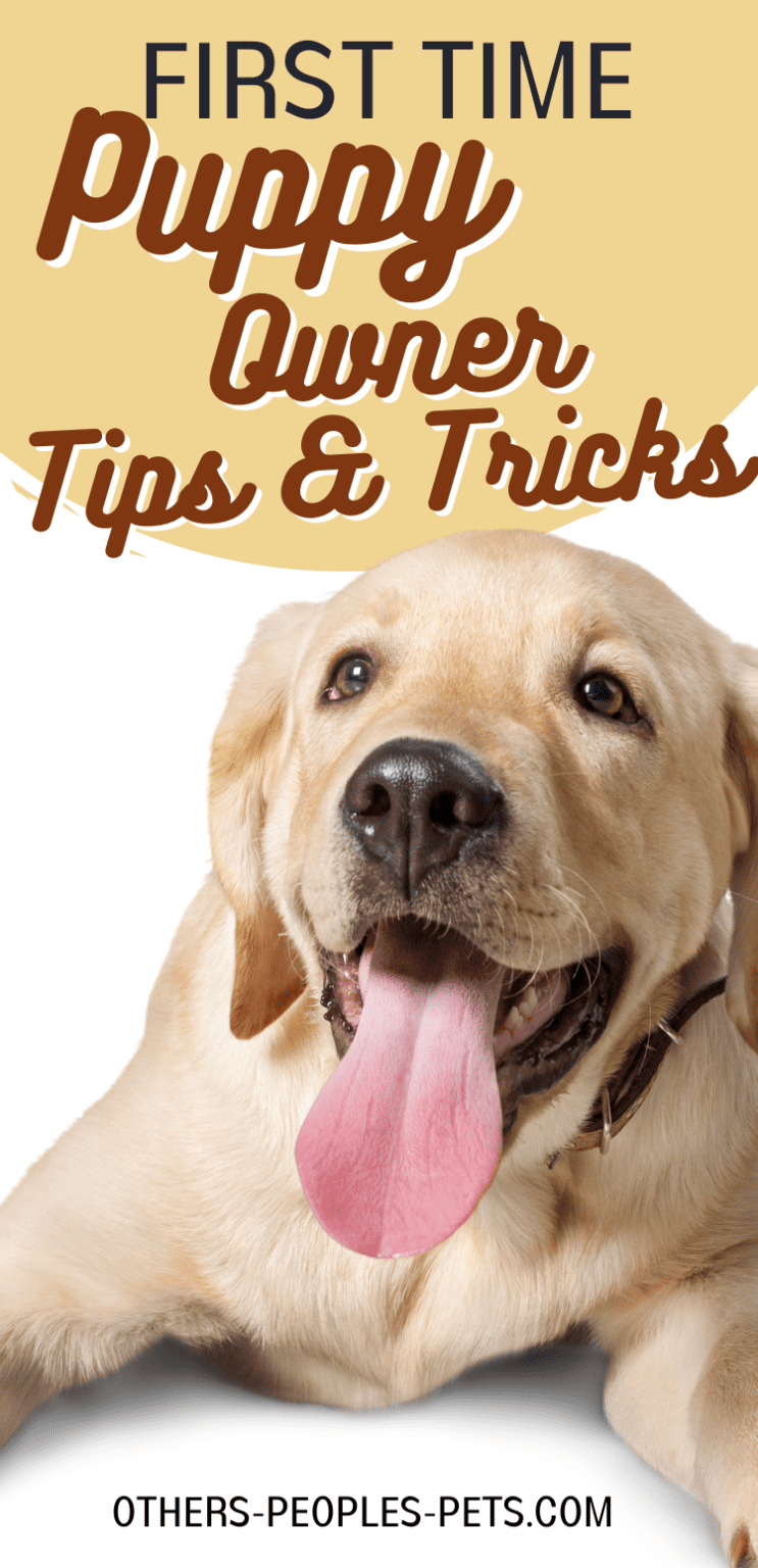 First Time Puppy Owner Tips | Other People's Pets