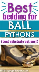 Best Bedding for Ball Pythons | In Our Spare Time