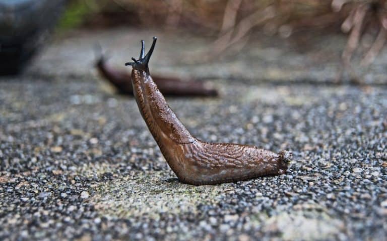 Can a Snail Survive a Broken Shell? | Other Peoples Pets