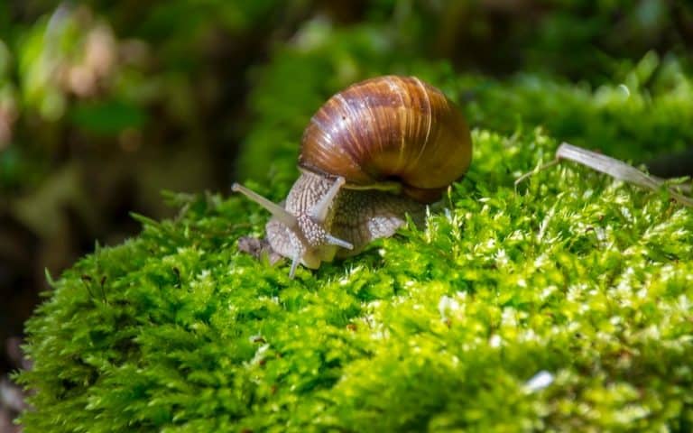 Can a Snail Survive a Broken Shell? | Other Peoples Pets