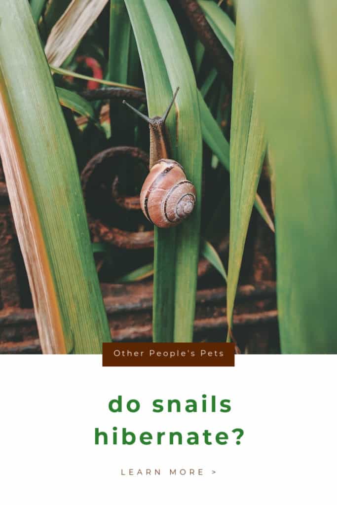 Do Snails Hibernate? | Other People's Pets
