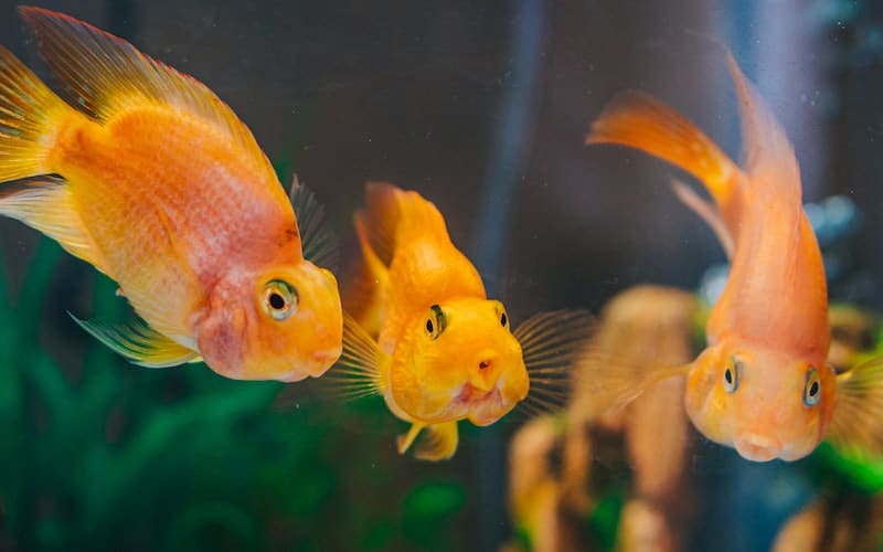 Best Pets To Keep In A Tank Other People s Pets Best Pets To Keep In A Tank Other People s Pets