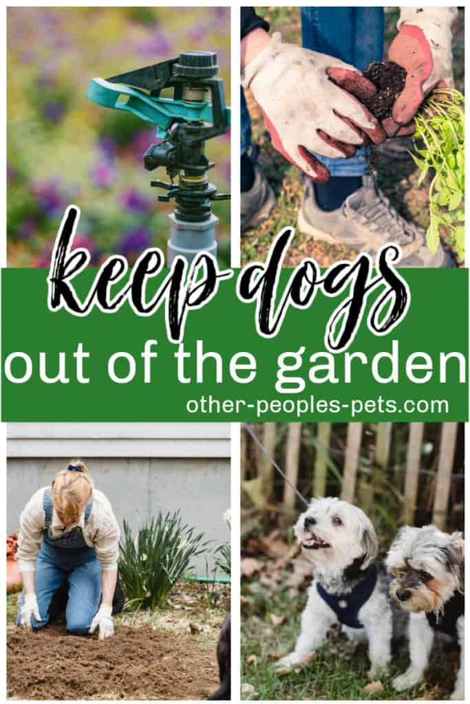 How to Keep Dogs out of the Garden | Other People's Pets