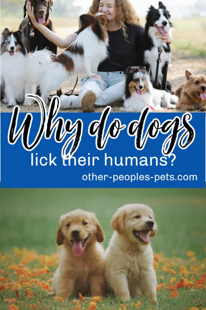 Why Do Dogs Give Kisses? - Other People's Pets