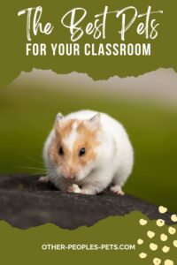 The Best Pets to Have in the Classroom - Other People's Pets