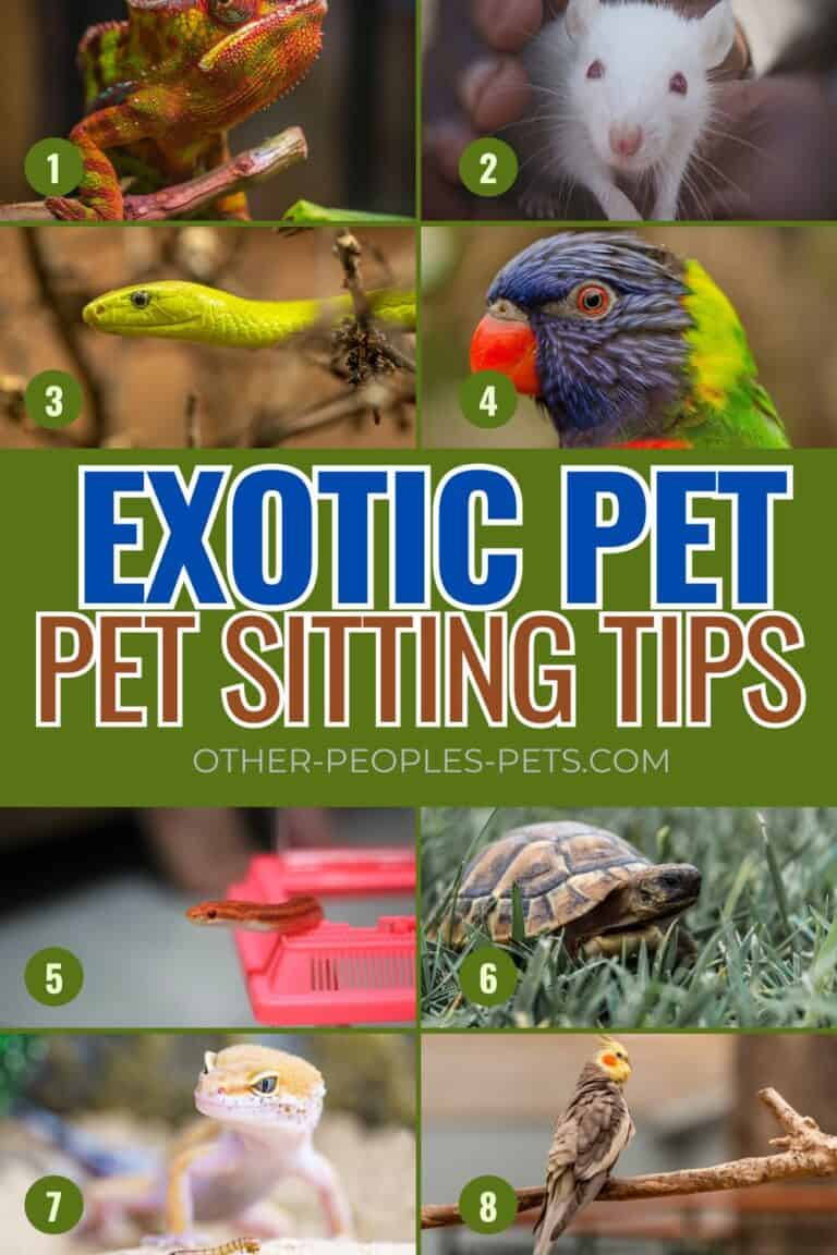 Pet Sitting for Exotic Animals - Other People's Pets